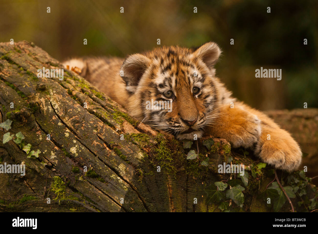 Siberian/Amur Tiger Cub Resting On Log Stock Photo - Alamy