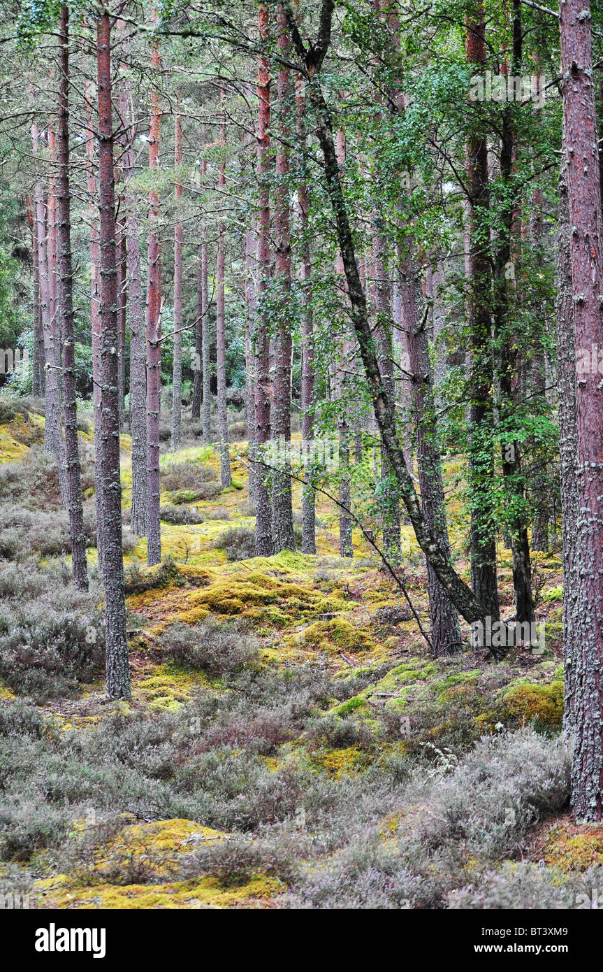 Culbin hi-res stock photography and images - Alamy