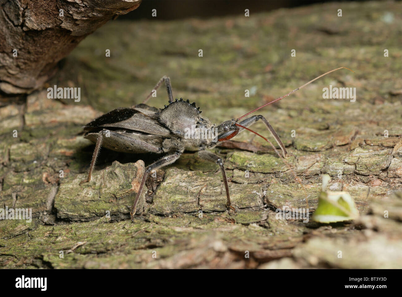 Crown bug hi-res stock photography and images - Alamy