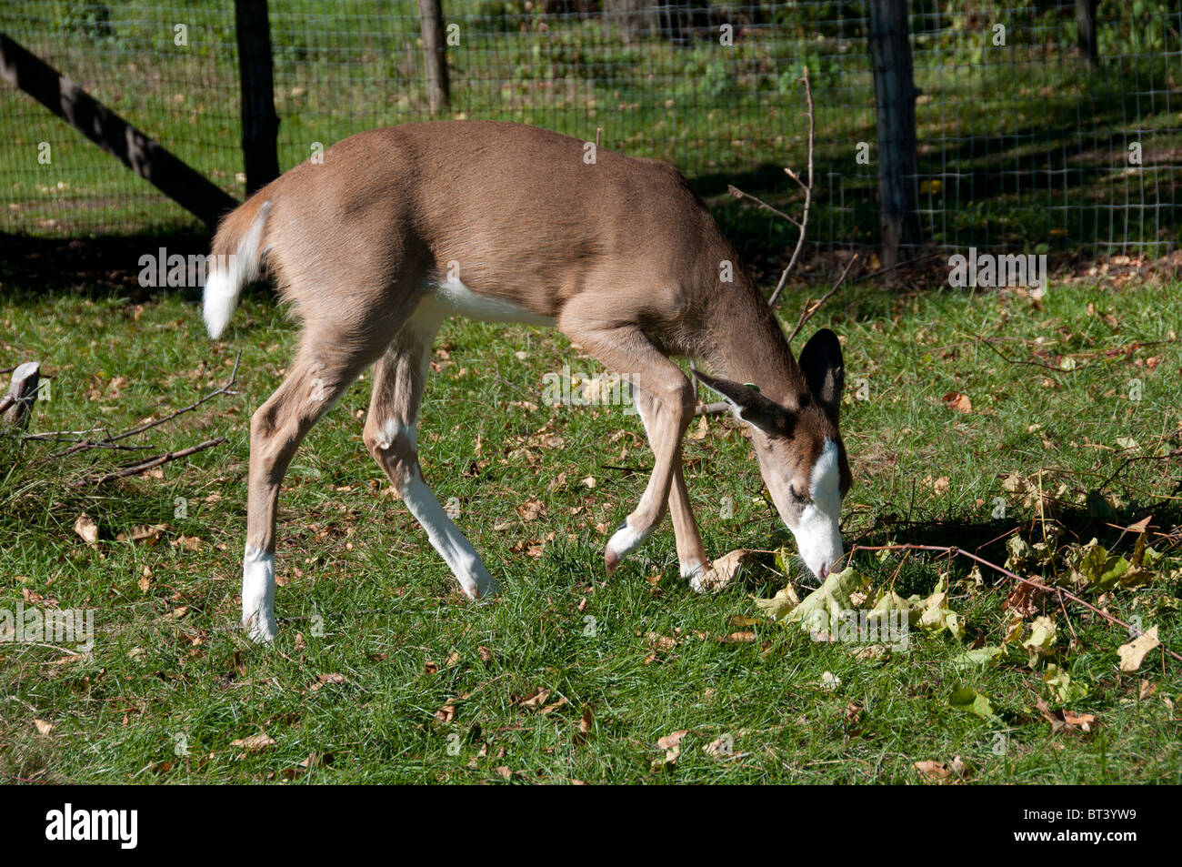 Whitetail piebald deer Stock Photo - Alamy