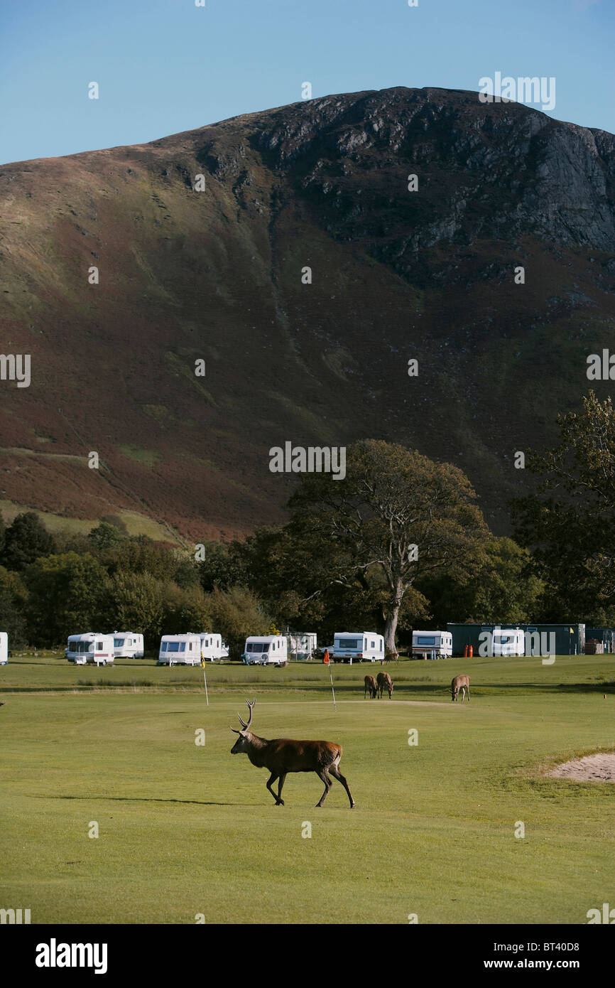 Deer on golf course hi-res stock photography and images - Alamy