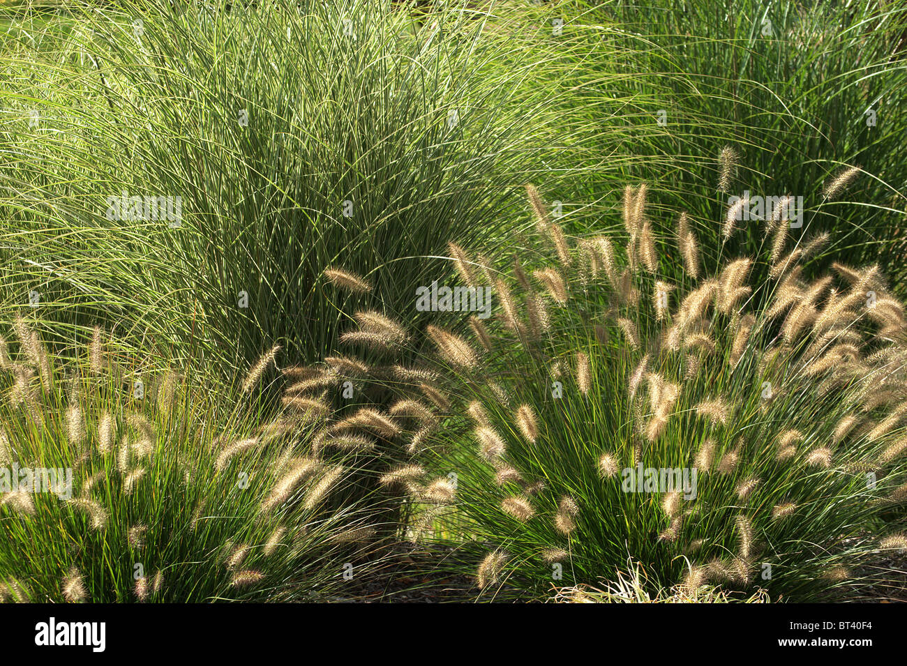 Small Ornamental Grasses