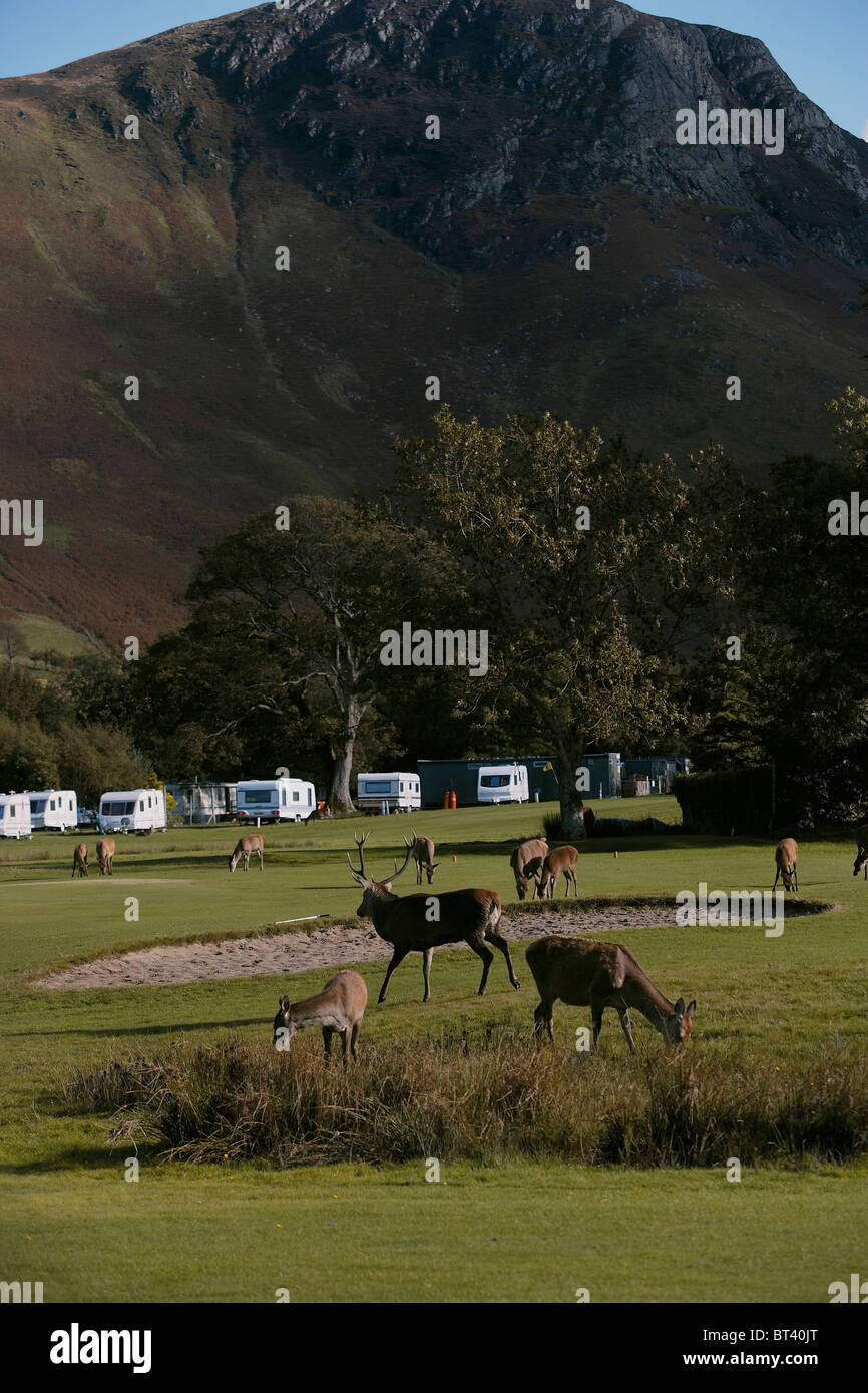 Lochranza golf course hi-res stock photography and images - Alamy