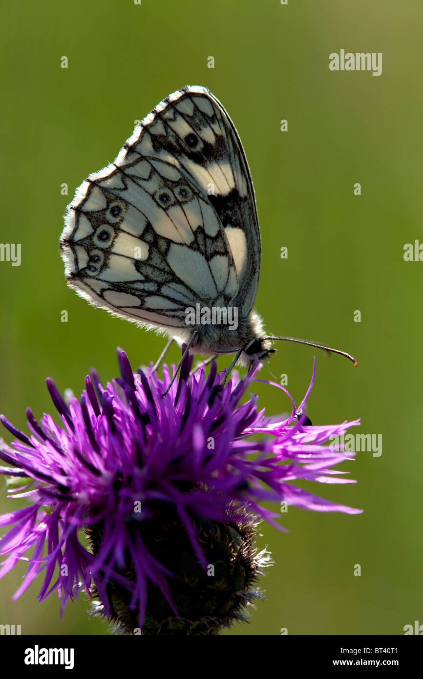 Marbled White Butterfly Melanargia galathea on thistle Stock Photo - Alamy