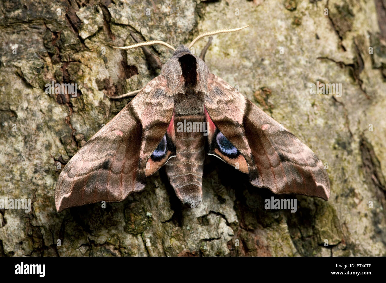 Eyed Hawk-moth Smerinthus ocellata Stock Photo - Alamy
