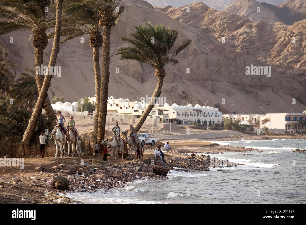 Tourists on camels at the beach in Dahab, Sinai, Egypt , Africa Stock ...
