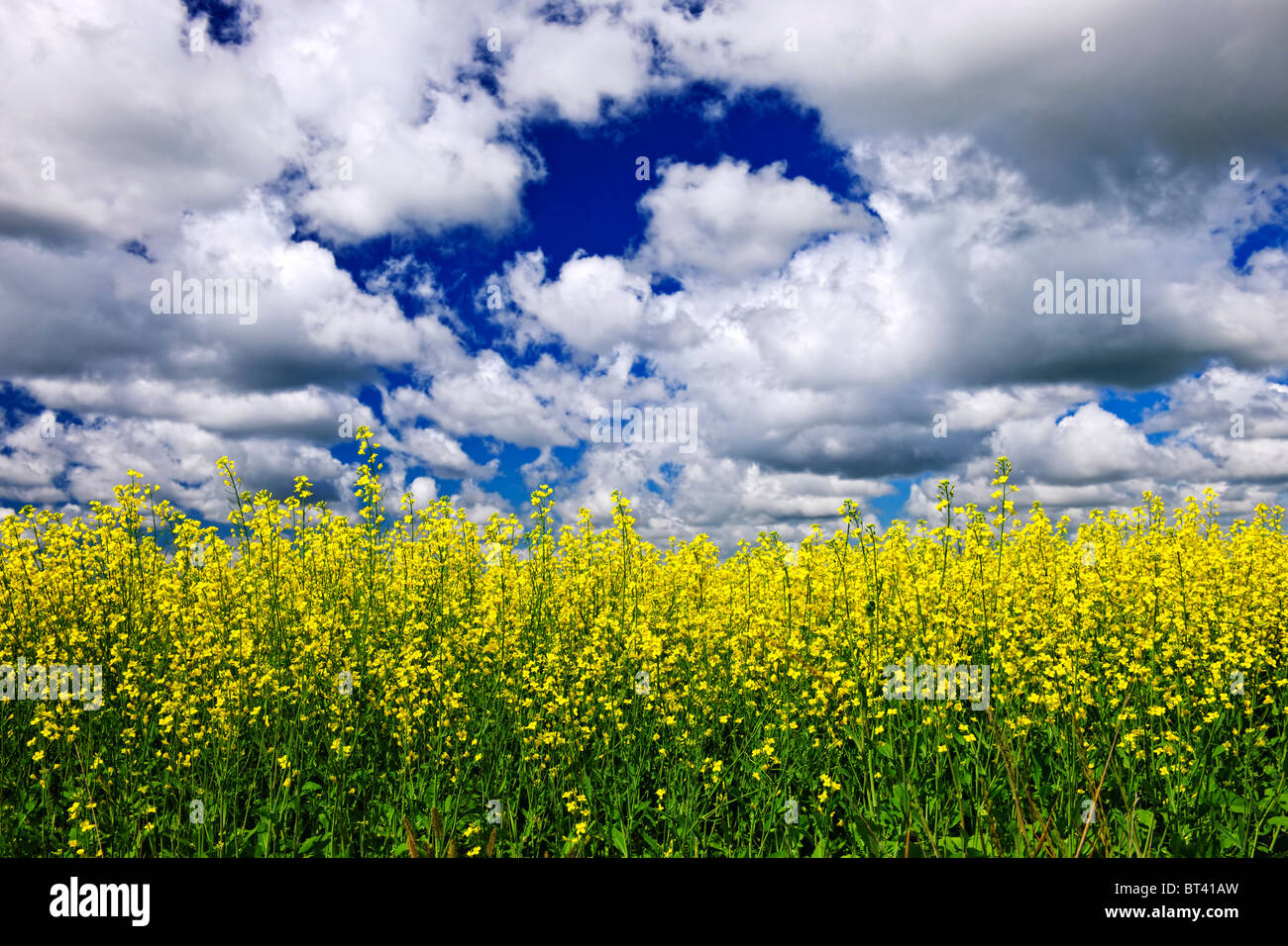 Agricultural landscape of canola or rapeseed farm field in Manitoba ...
