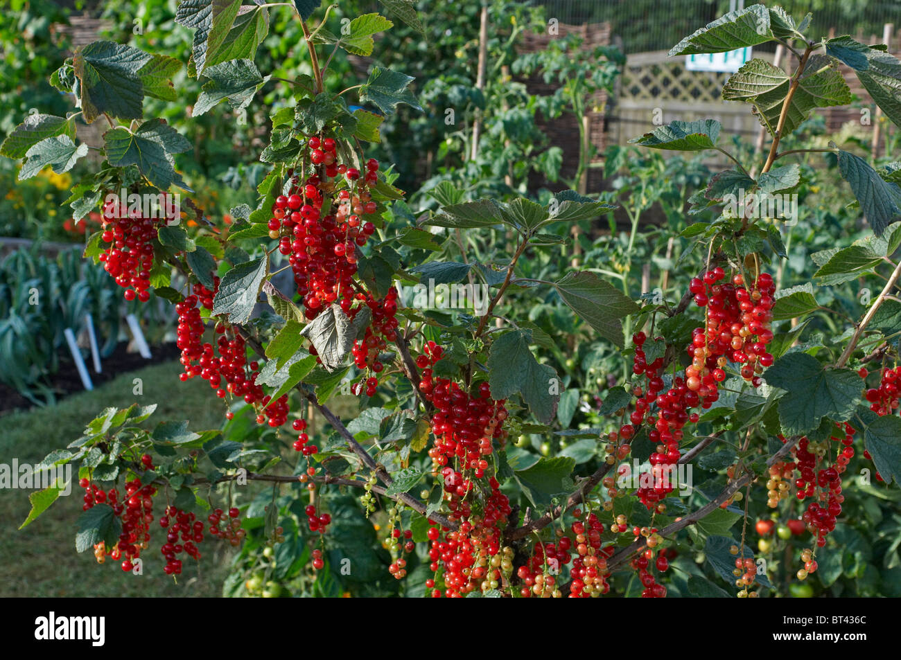 Edible fruit of a plant hi-res stock photography and images - Alamy