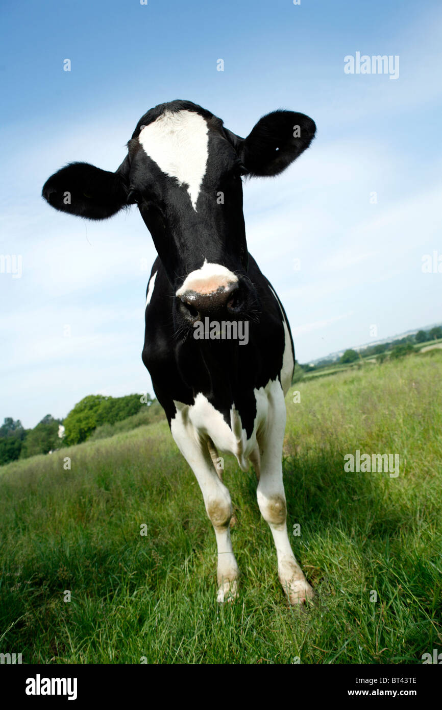 Friesian Cow in Lush Green Meadow Looking Straight into Camera Stock ...