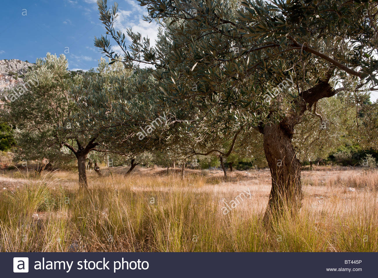 Olea Europaea Stock Photos & Olea Europaea Stock Images - Alamy