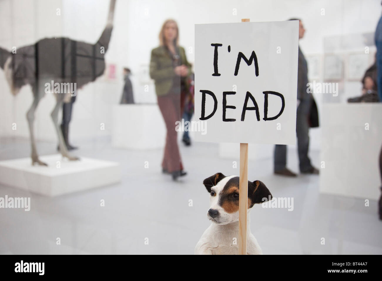 David shrigley dog hi-res stock photography and images - Alamy