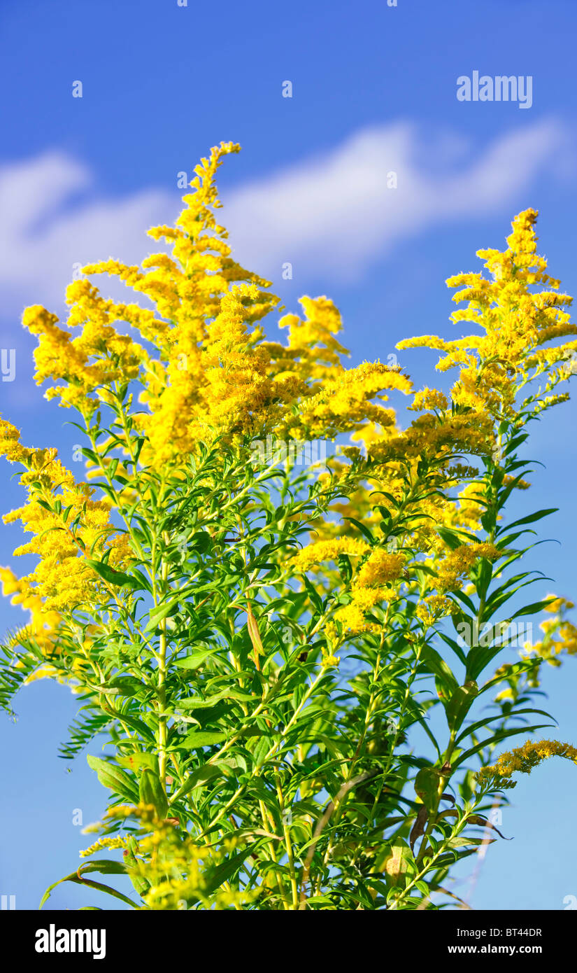 Blooming goldenrod plant on blue sky background Stock Photo - Alamy