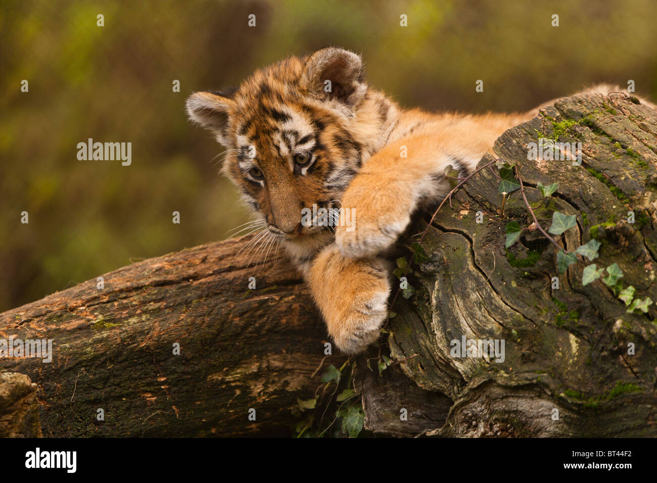 Siberian/Amur Tiger Cub Laying on Tree Stock Photo - Alamy