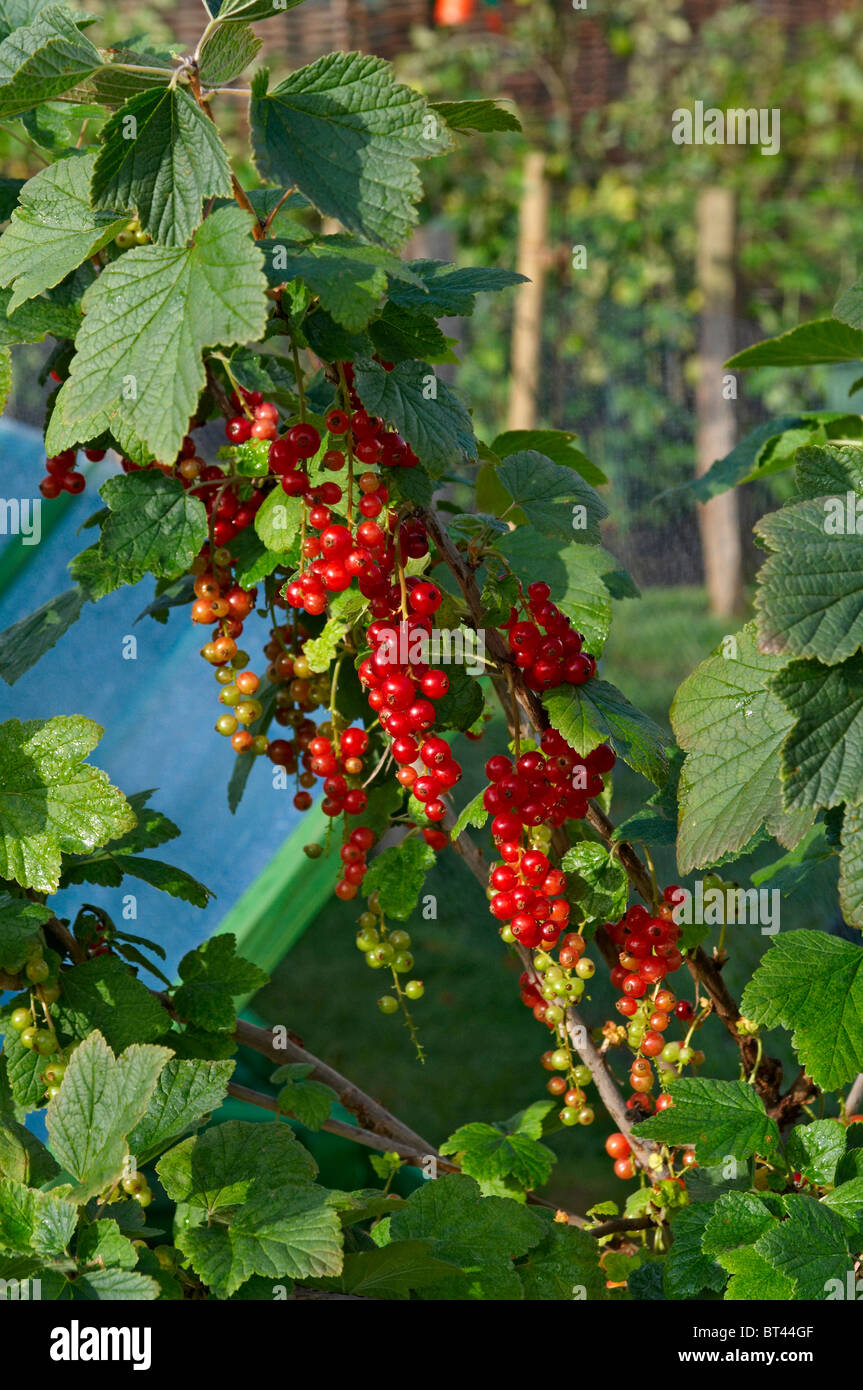 A detail view of an edible garden with colourful red currants Stock ...