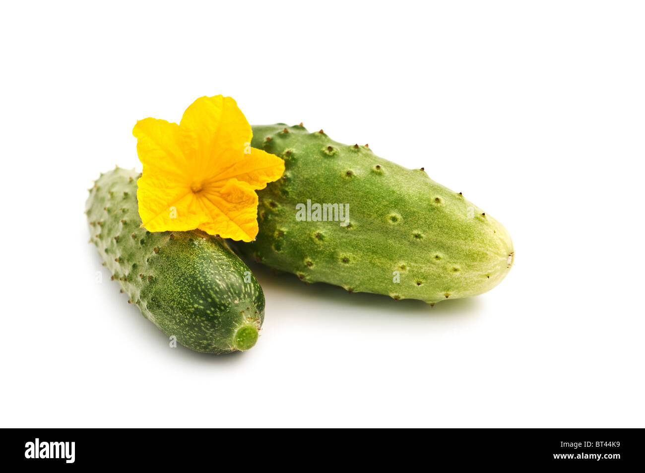 Cucumber flower Cut Out Stock Images & Pictures - Alamy