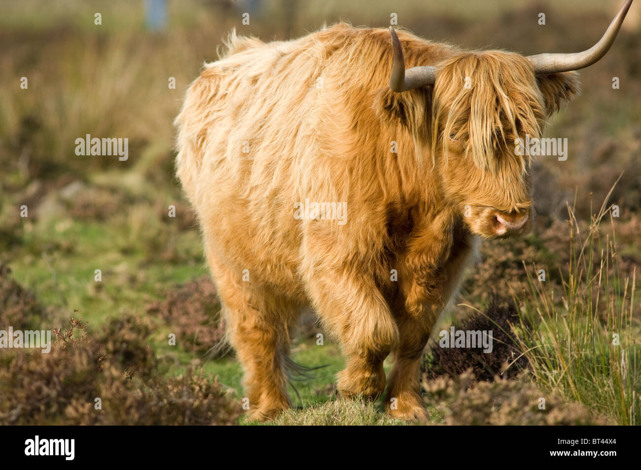 Highland cow horns hi-res stock photography and images - Alamy