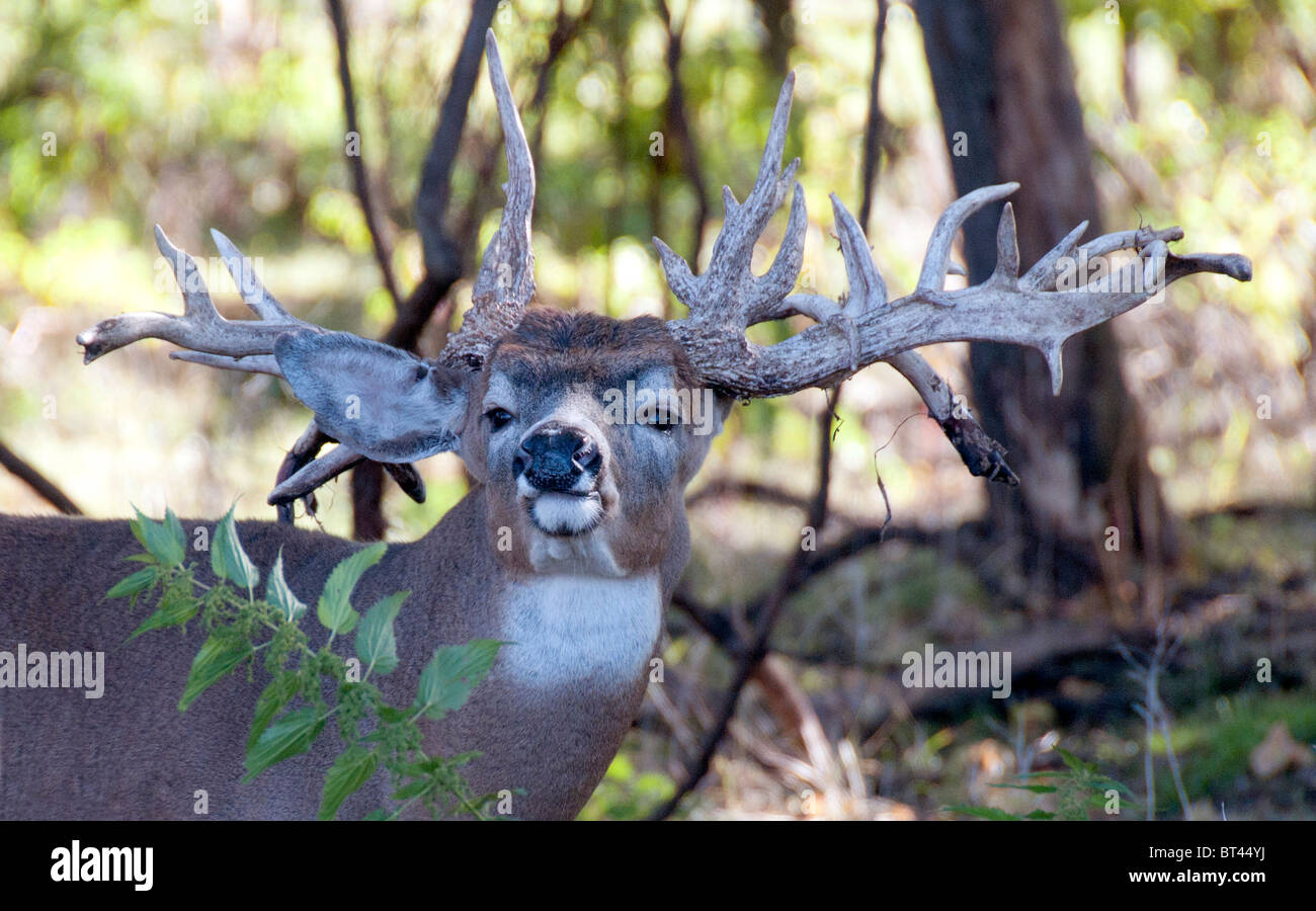Mature stags hi-res stock photography and images - Alamy