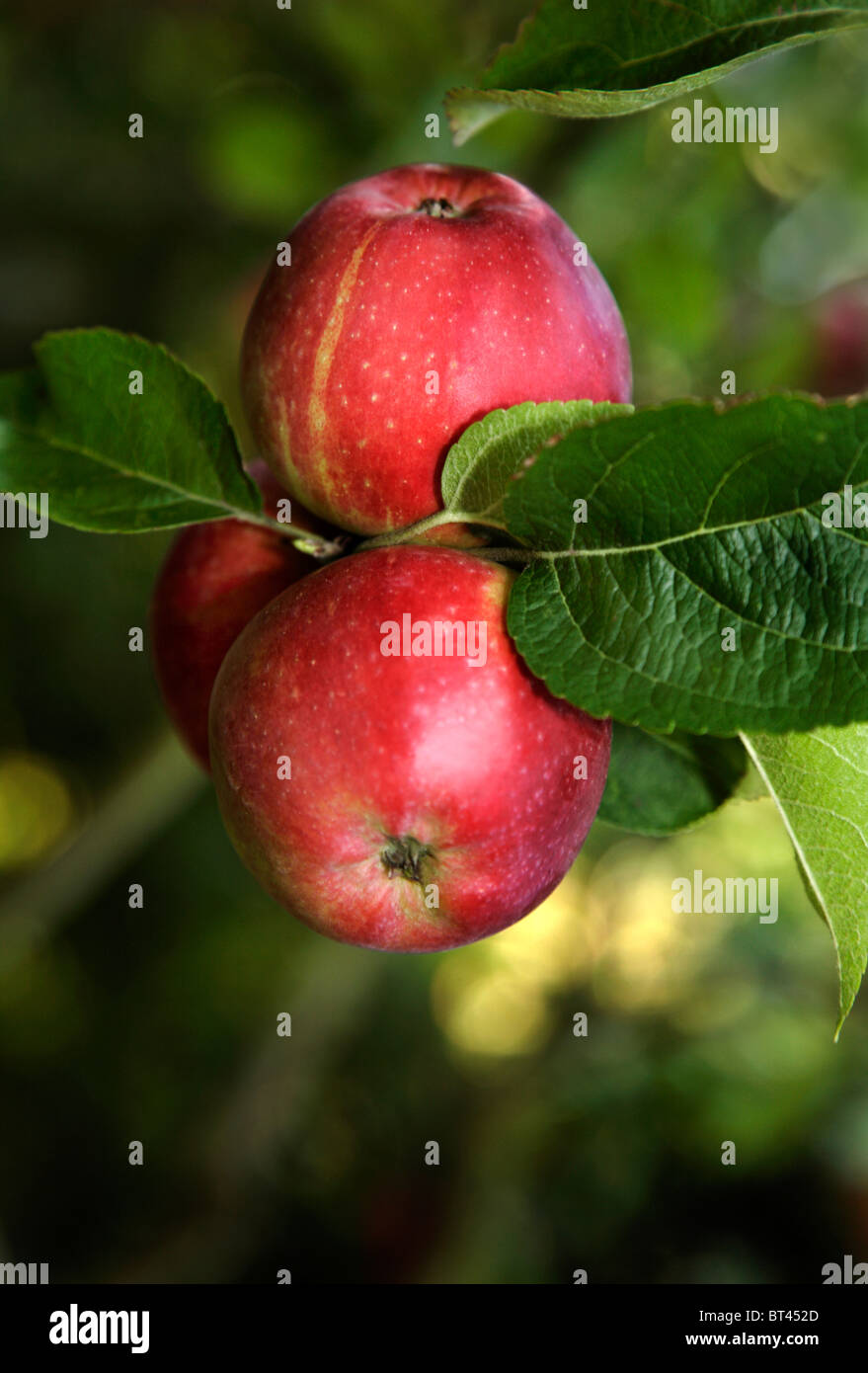 Ripe Red Apples Stock Photo - Alamy