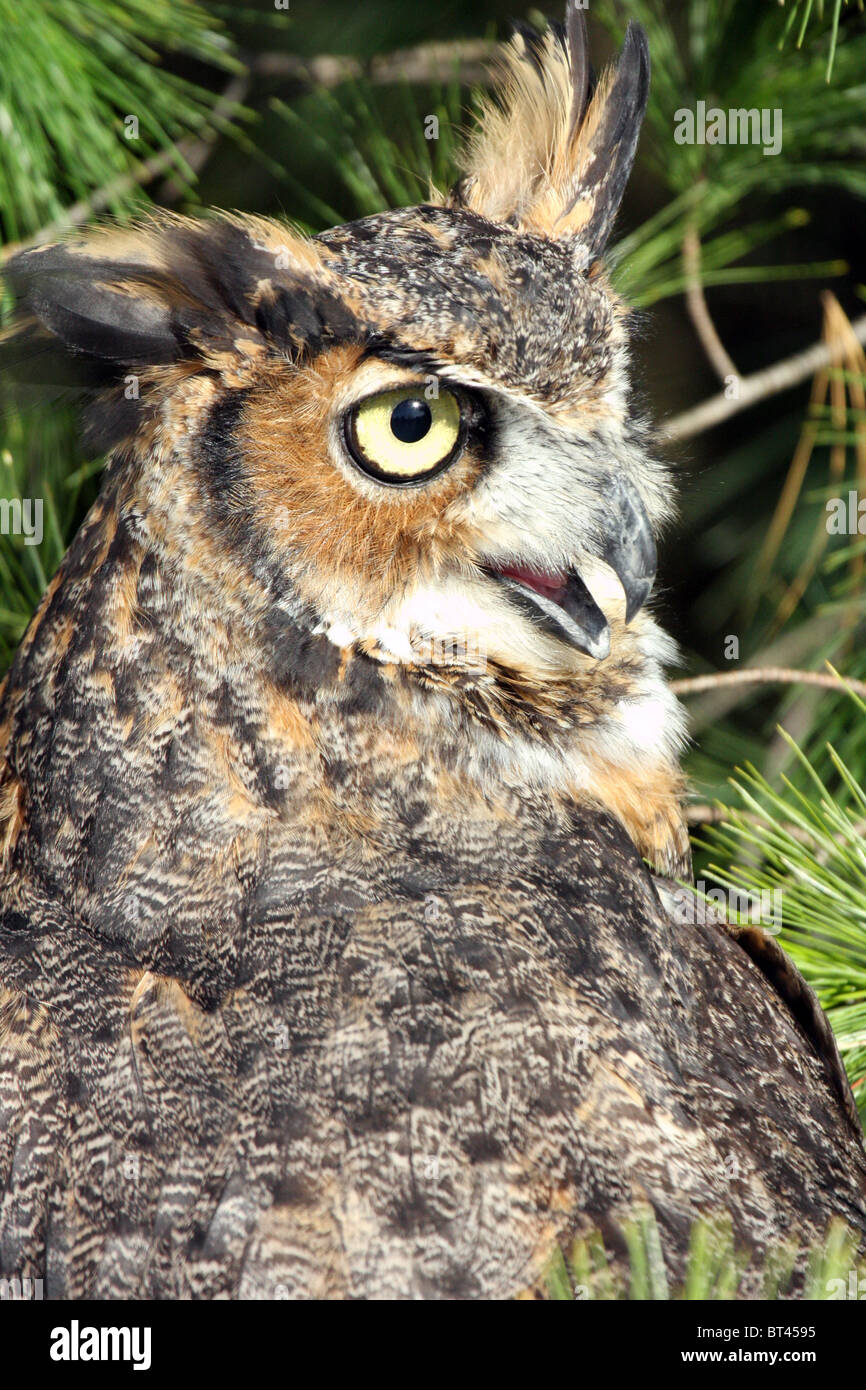 Great Horned Owl Bubo virginianus Stock Photo - Alamy