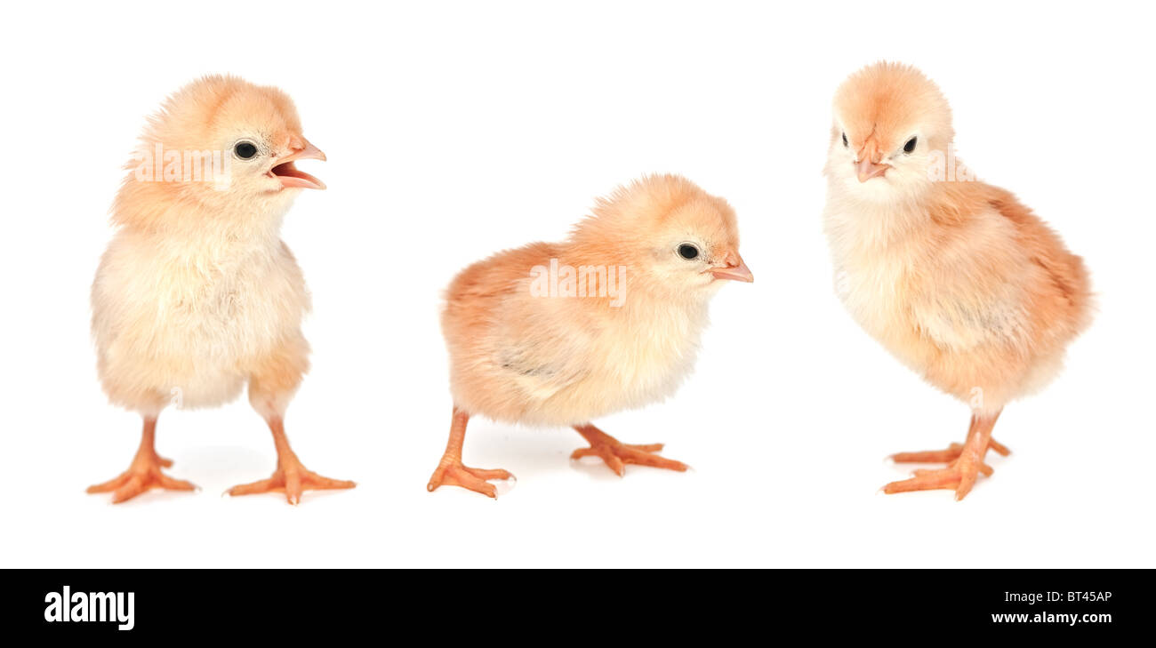 three chicken isolated on white Stock Photo - Alamy