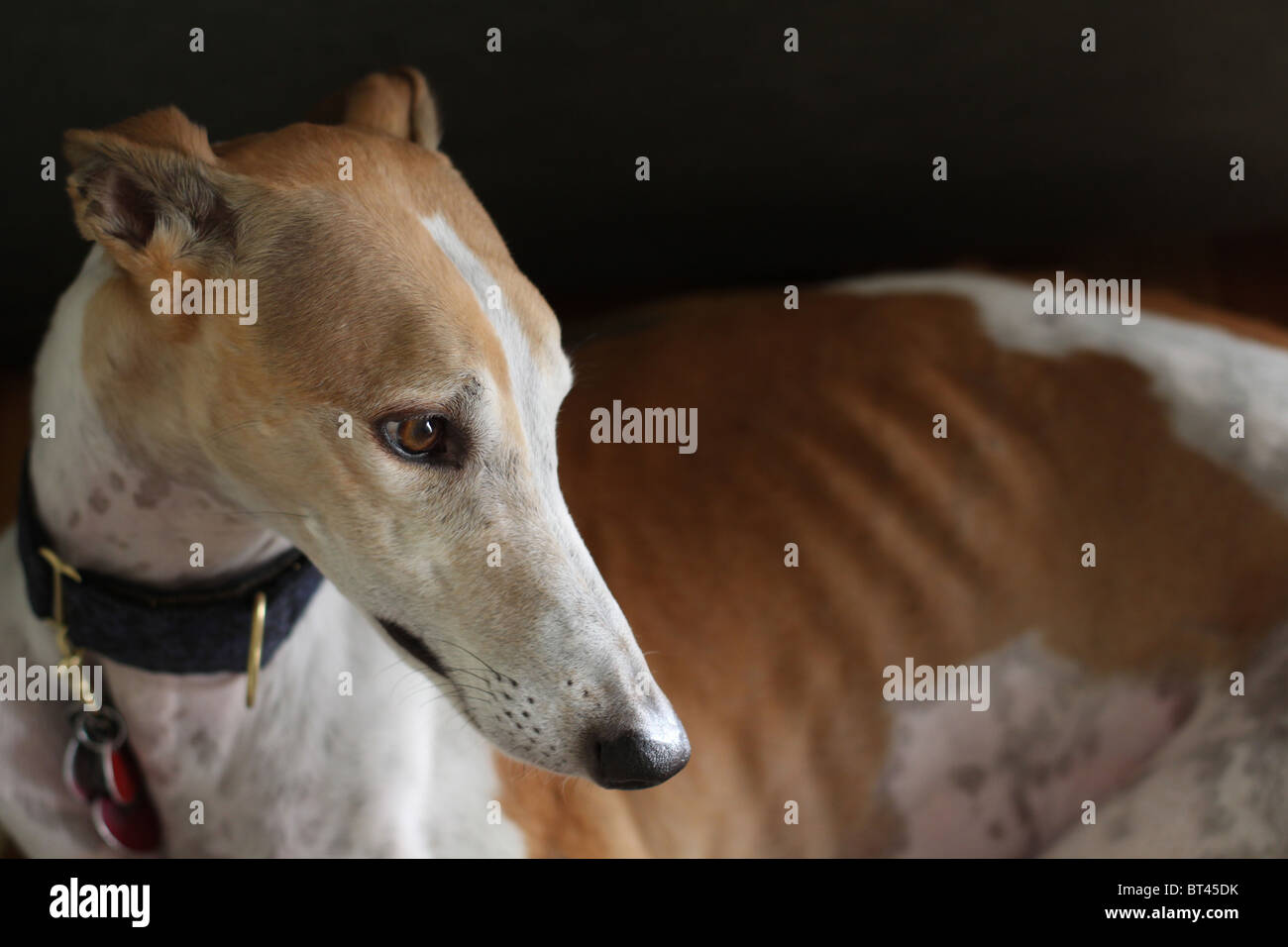 A portrait of a greyhound Stock Photo - Alamy