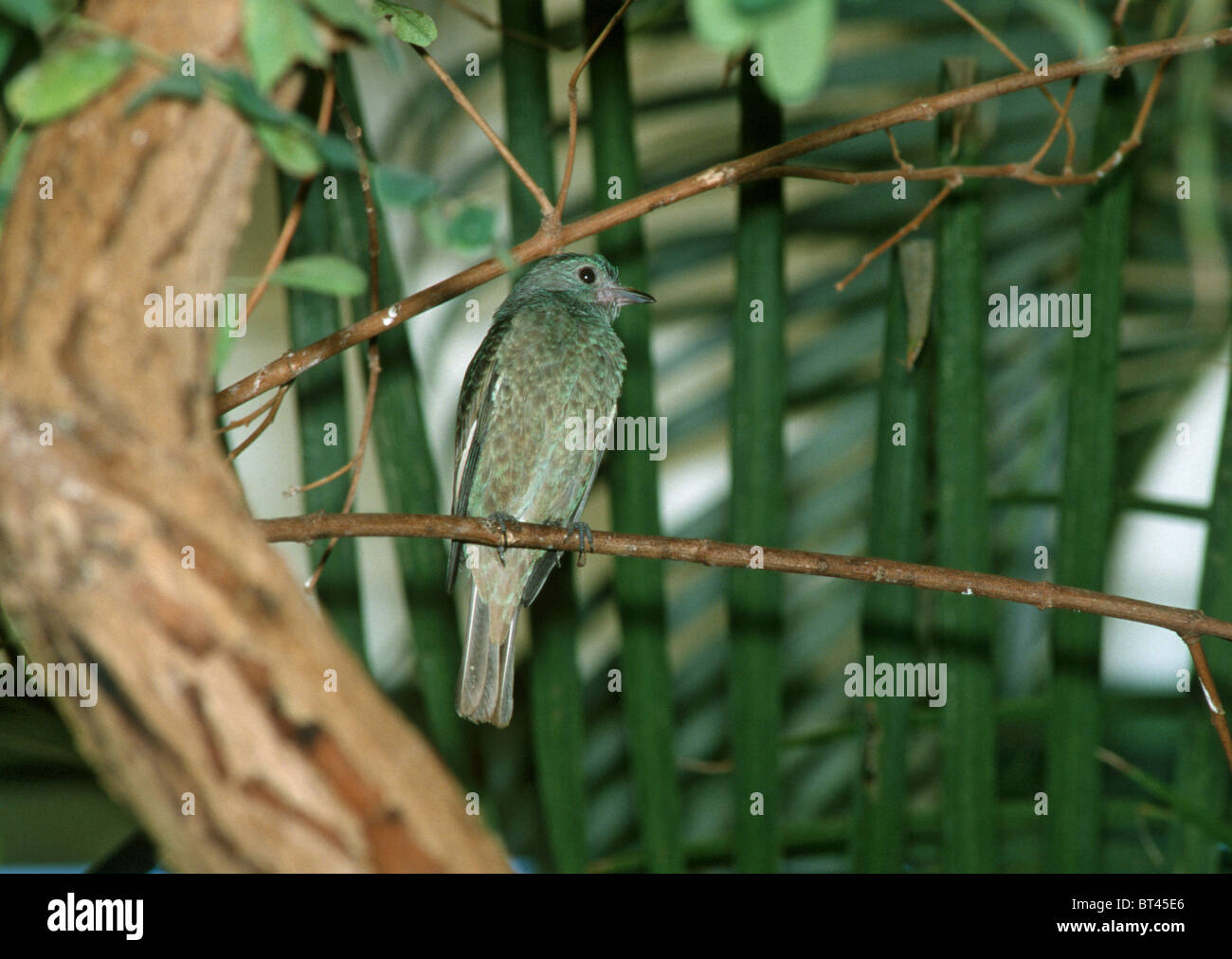 Spangled Cotinga Adult Female Stock Photo - Alamy