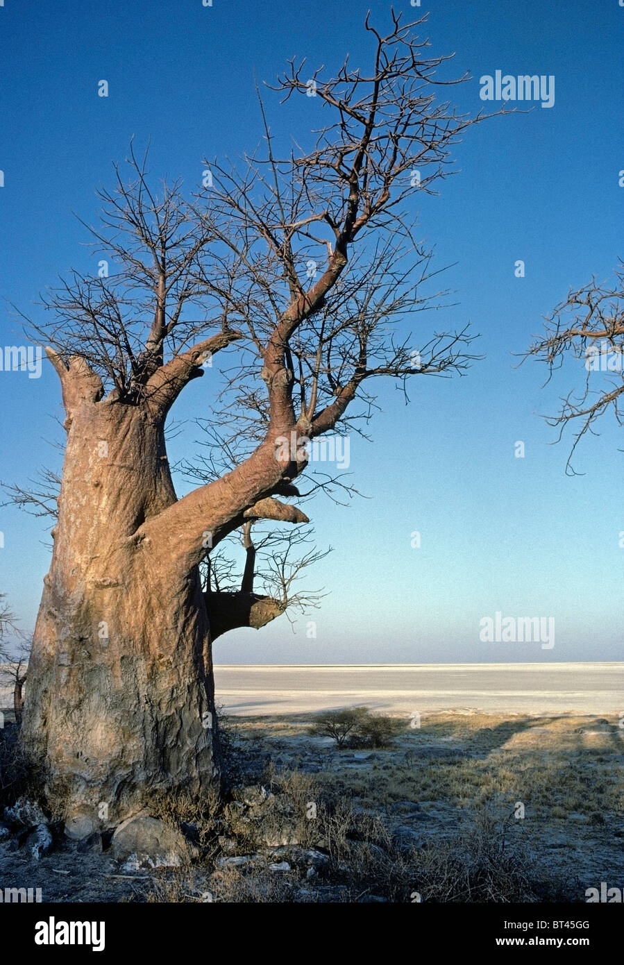 Makarikari hi-res stock photography and images - Alamy