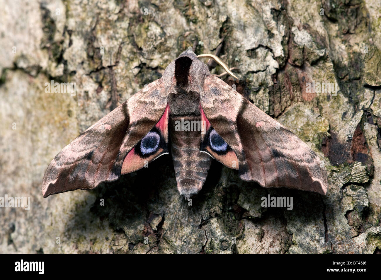 Eyed Hawk-moth Smerinthus ocellata Stock Photo - Alamy