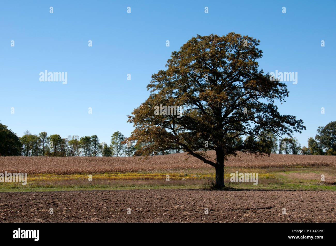 Tree middle of the field hi-res stock photography and images - Alamy