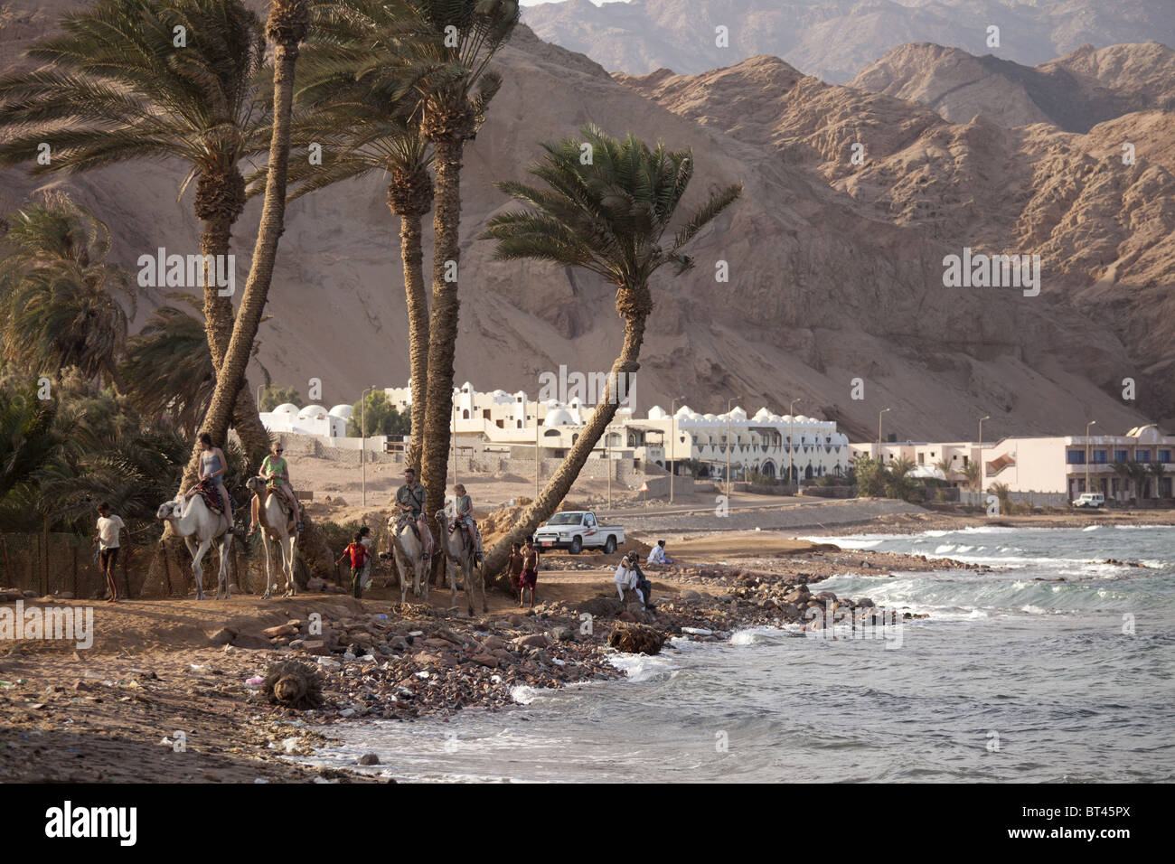 Tourists on camels at the beach in Dahab, Sinai, Egypt , Africa Stock ...