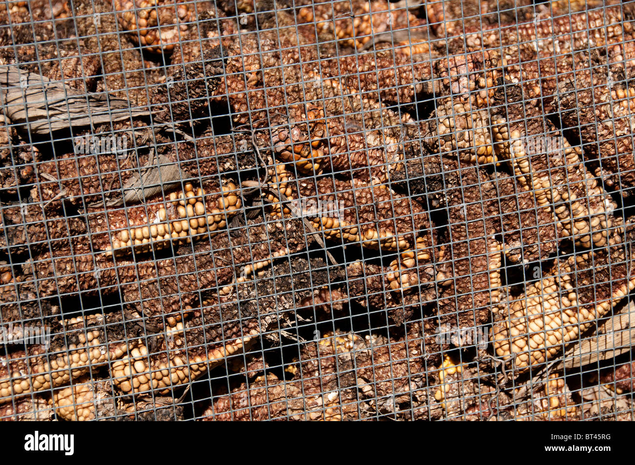 Feed corn in wire container Stock Photo - Alamy