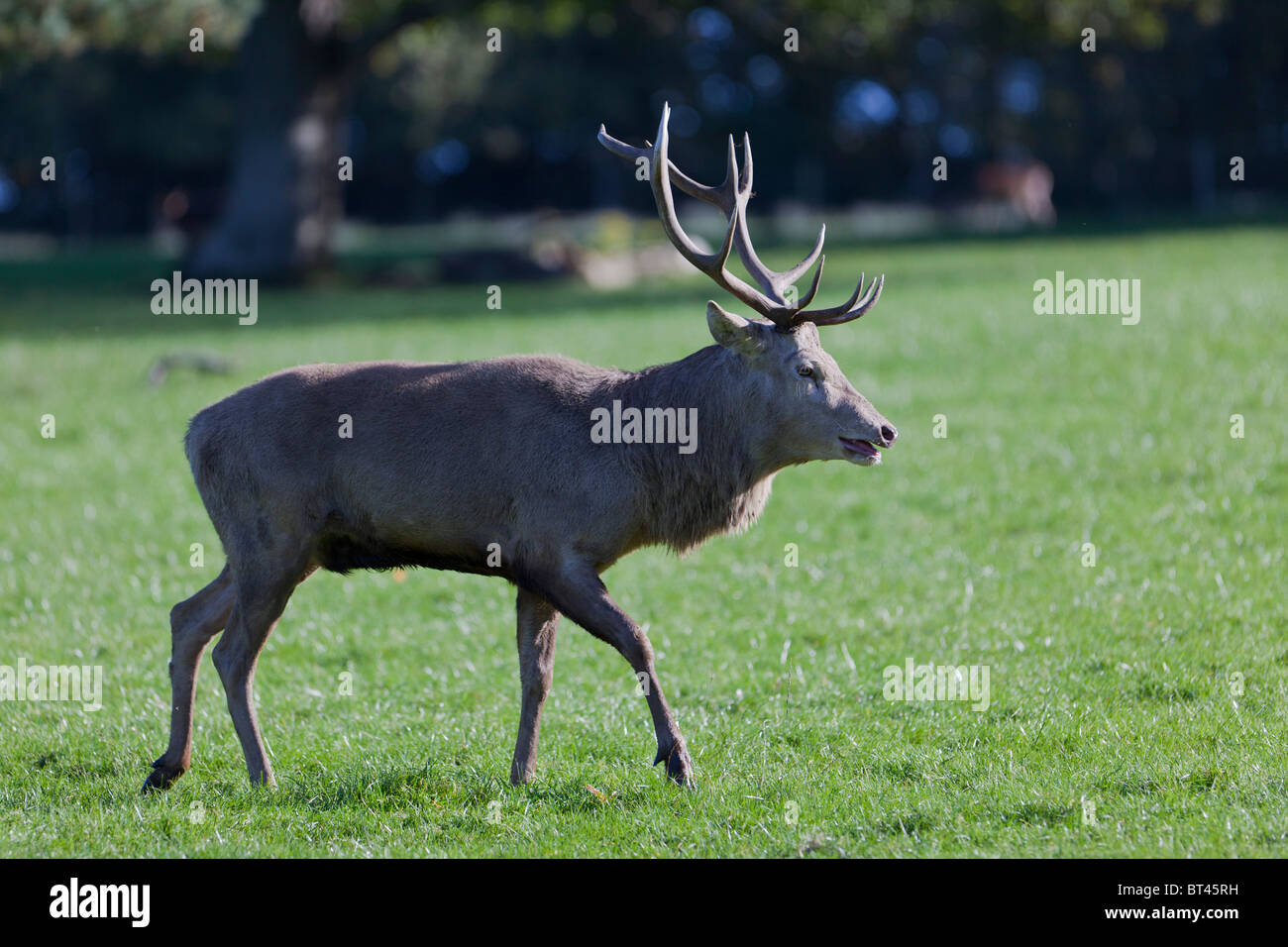 Deer move hi-res stock photography and images - Alamy