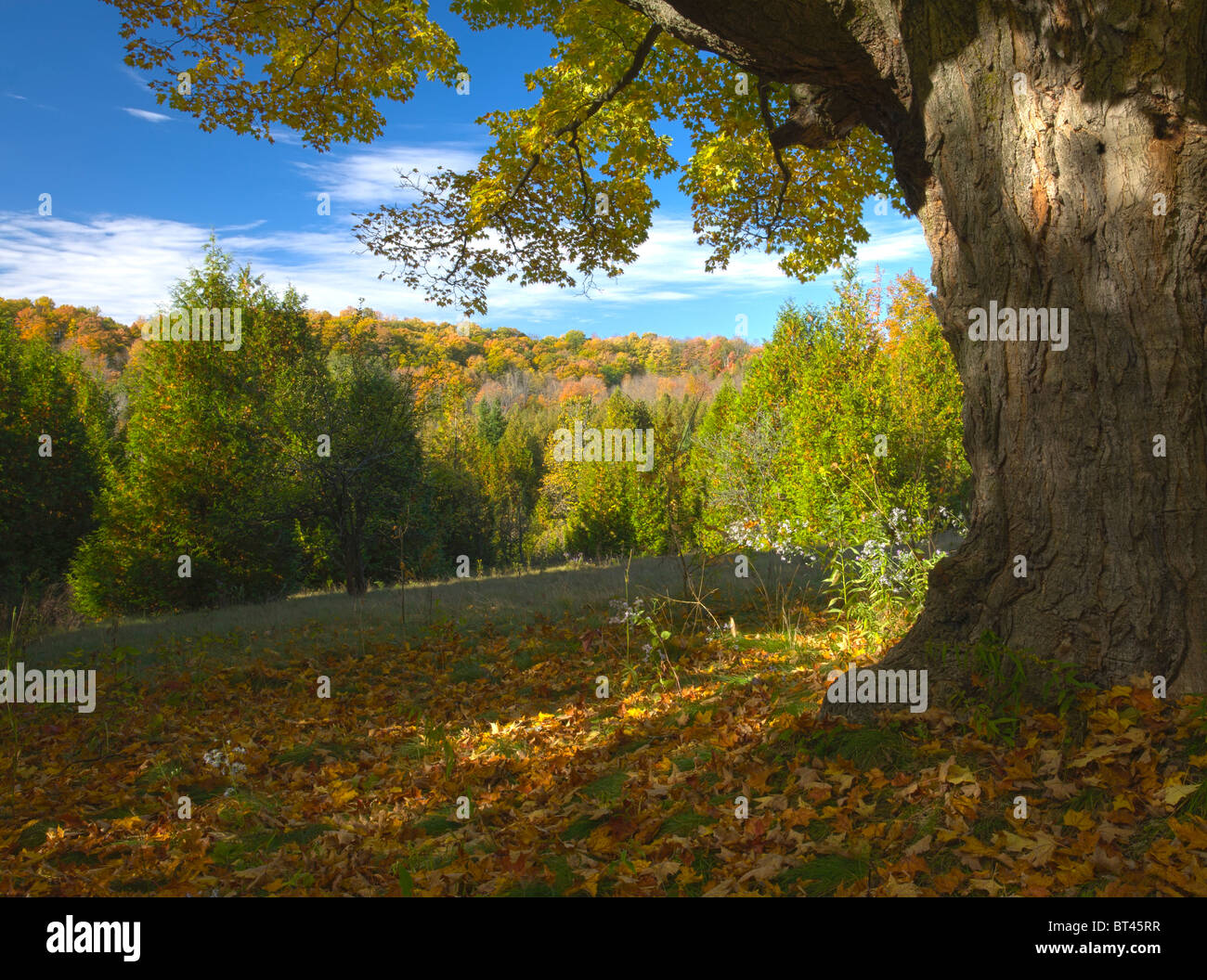 Forks of the Credit Prov. Park fall colors Stock Photo - Alamy
