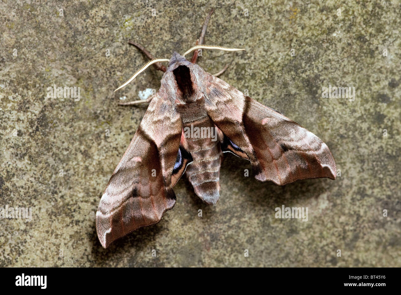 Eyed Hawk-moth Smerinthus ocellata Stock Photo - Alamy