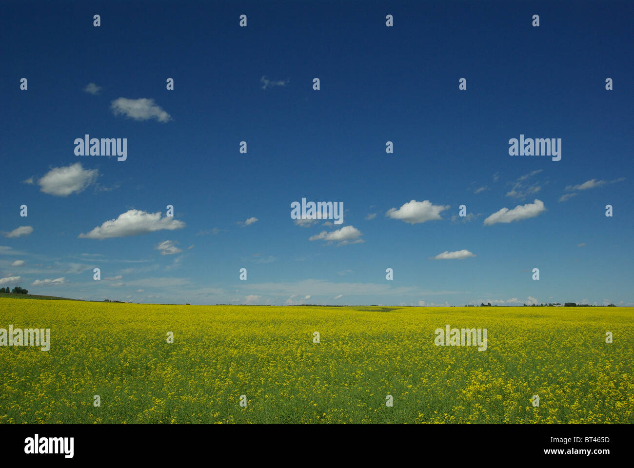 Canola in bloom in field Stock Photo - Alamy