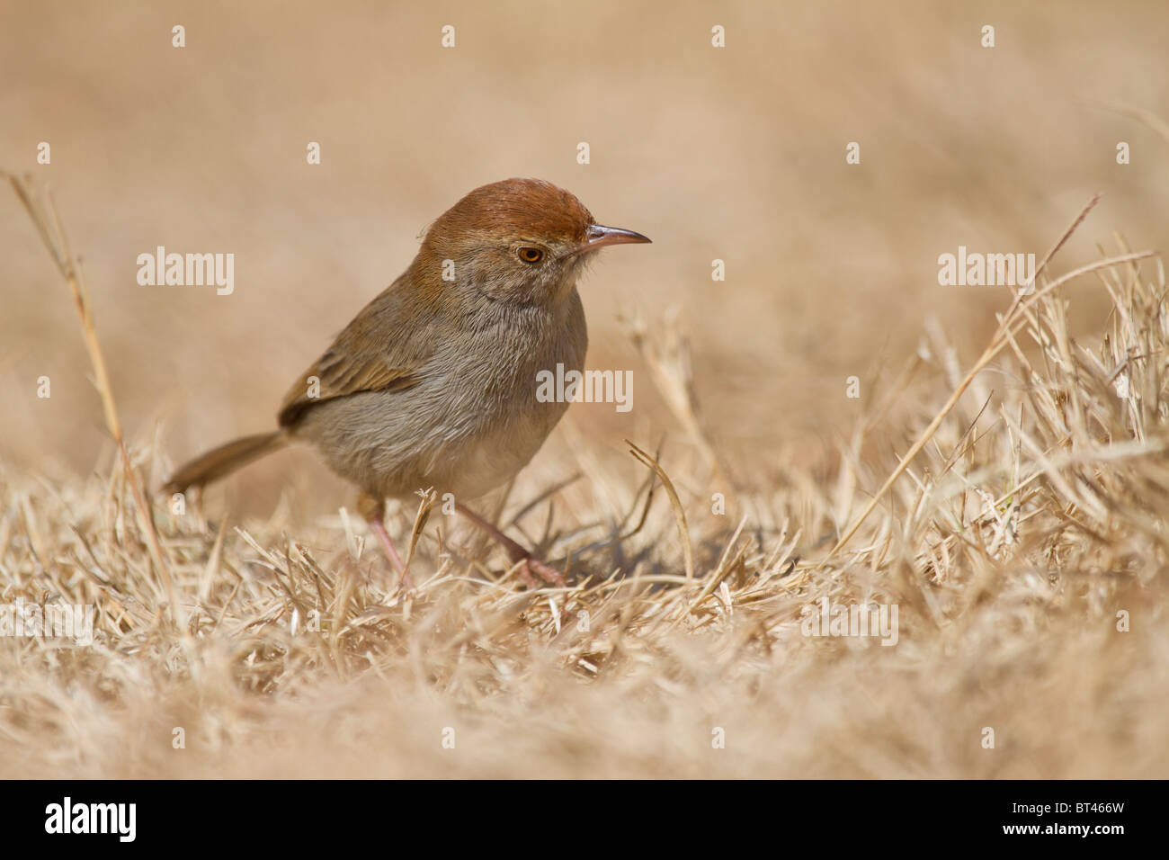 Neddicky (Cisticola fulvicapilla) or Piping Cisticola Stock Photo - Alamy