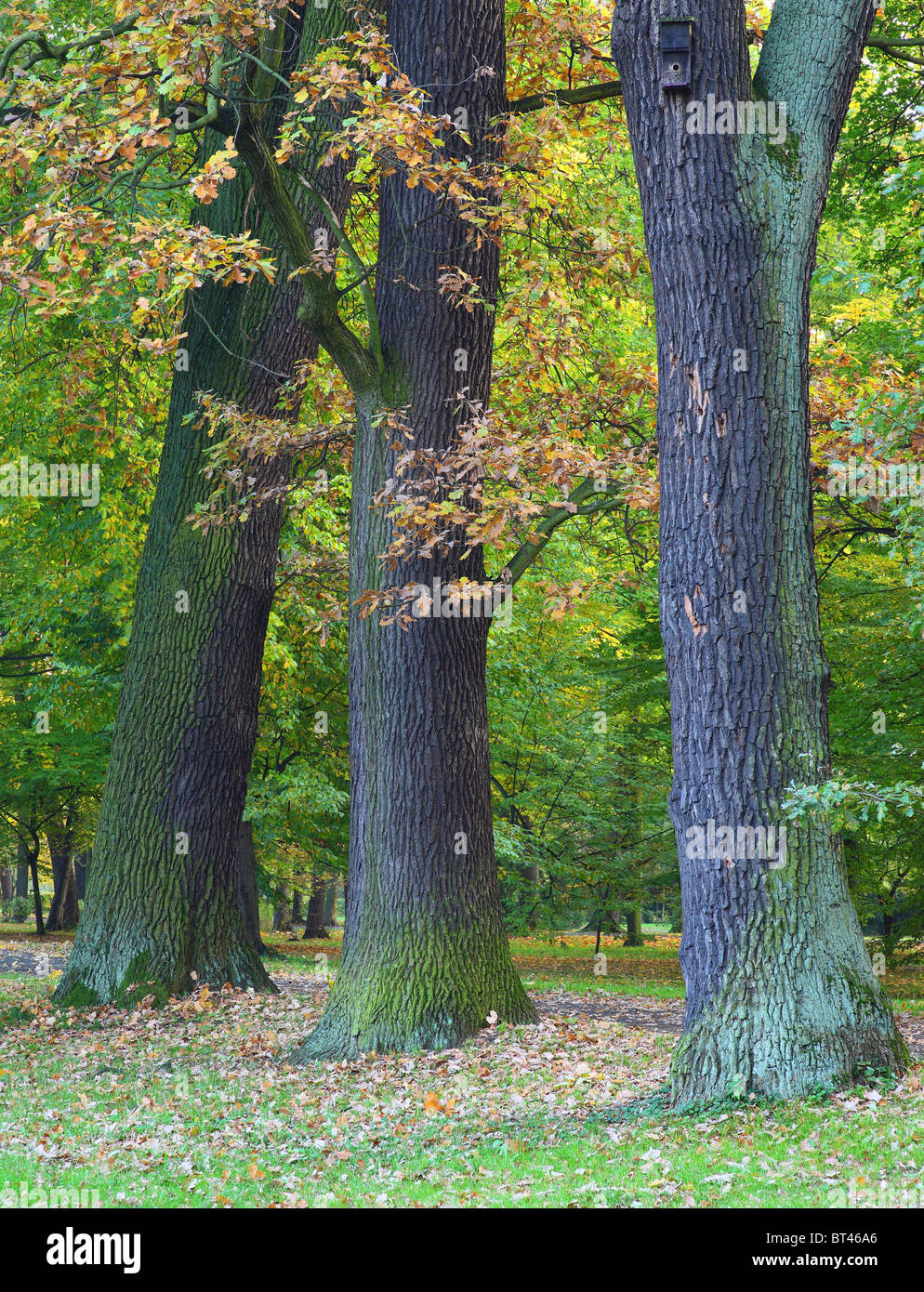 Three old oak trees Quercus robur Stock Photo - Alamy