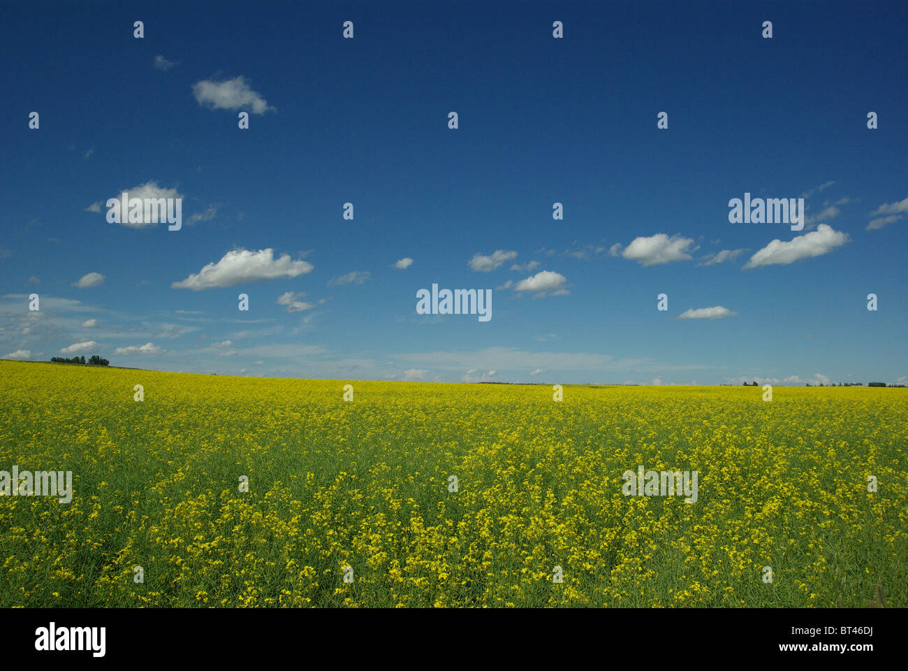 Canola in bloom in field Stock Photo - Alamy