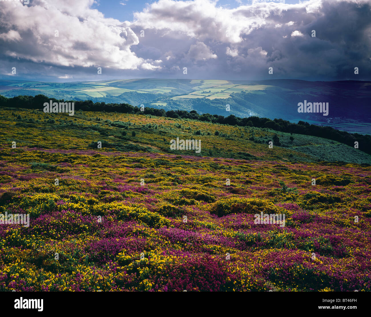Heather and Gorse on Bossington Hill in the Exmoor National Park ...