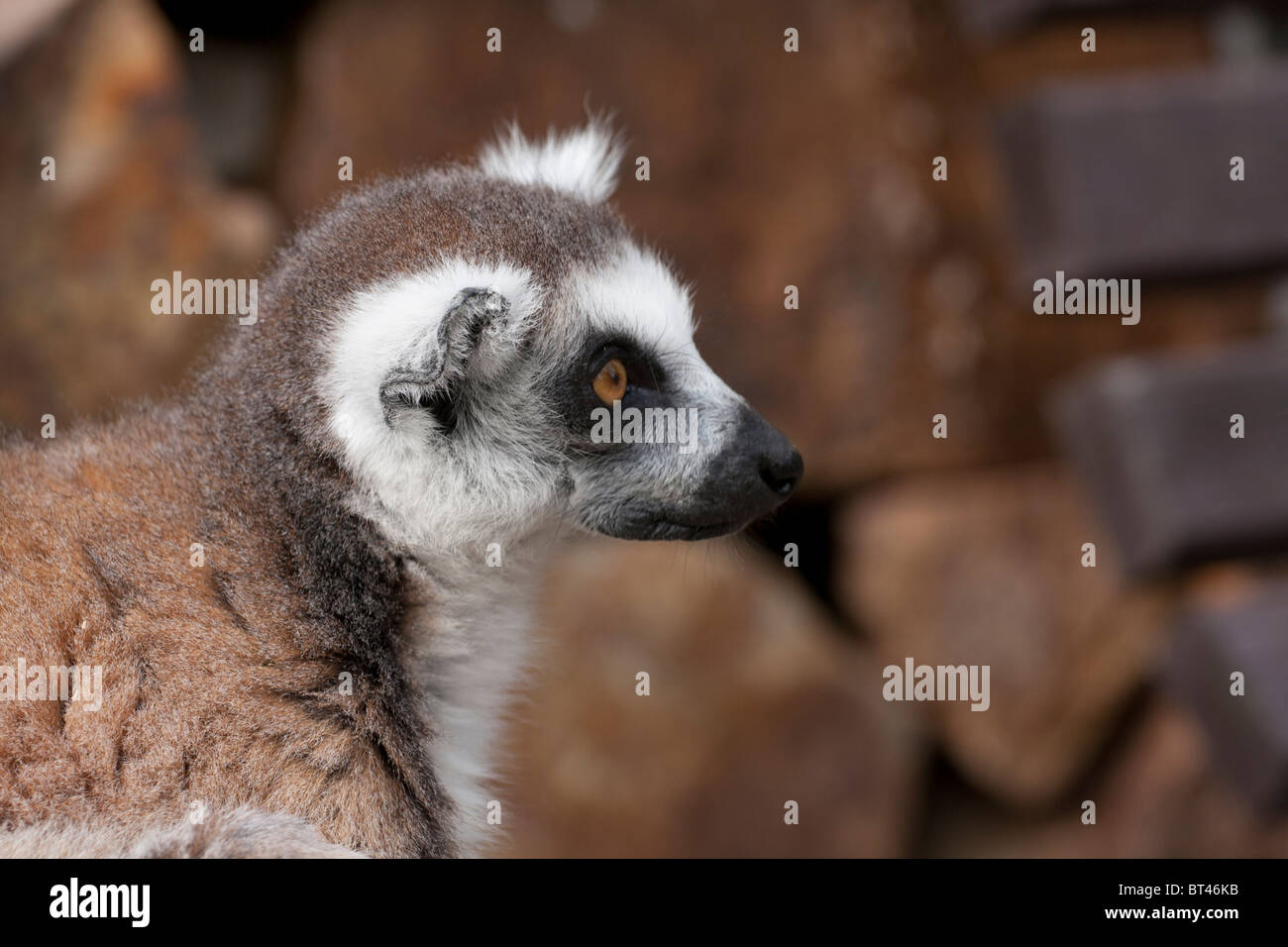 Ring tailed lemur (Lemur catta Stock Photo - Alamy