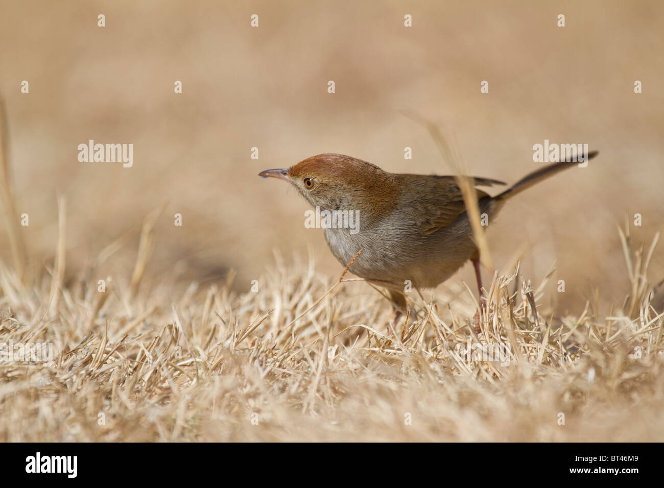 Neddicky (Cisticola fulvicapilla) or Piping Cisticola Stock Photo - Alamy
