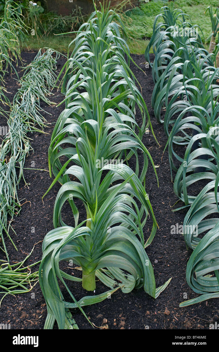 A detail view of an edible garden with Blanch Leeks Stock Photo - Alamy