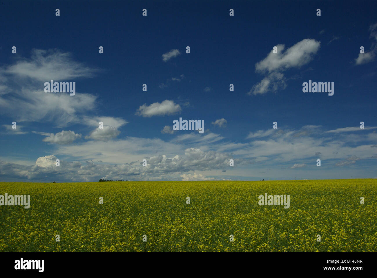 Canola in bloom hi-res stock photography and images - Alamy