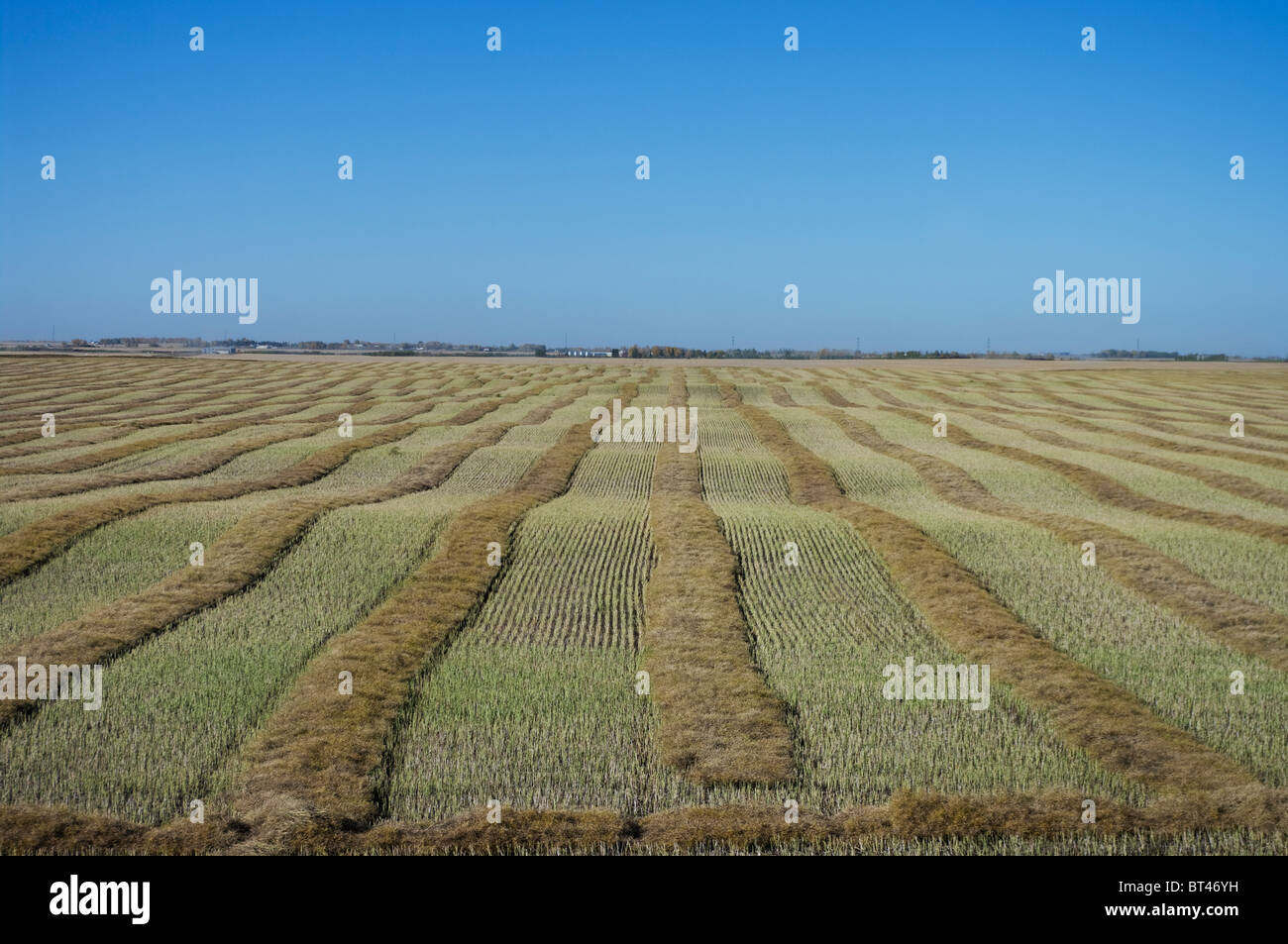 Wheat harvest rows Stock Photo - Alamy