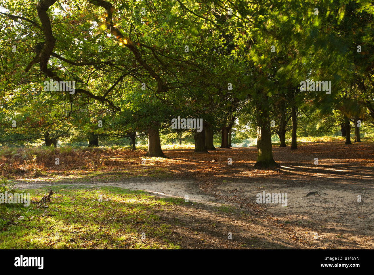 Surrey autumn colours landscape hi-res stock photography and images - Alamy
