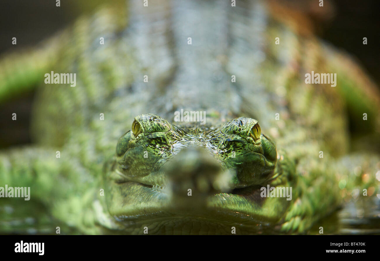 Indian Gavial, Indian Gharial, Gavialis gangeticus Stock Photo - Alamy