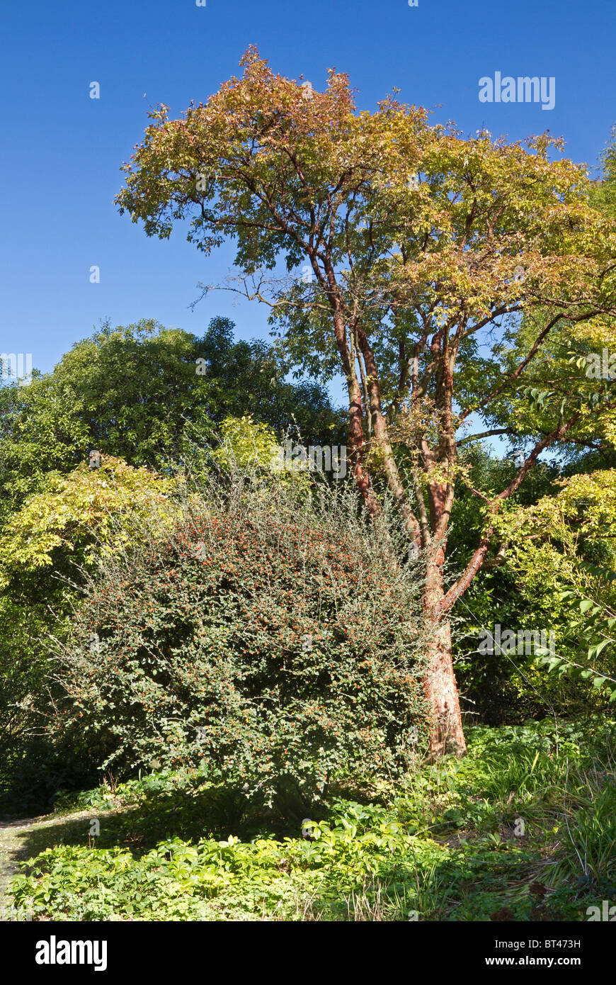 Acer griseum tree hi-res stock photography and images - Alamy