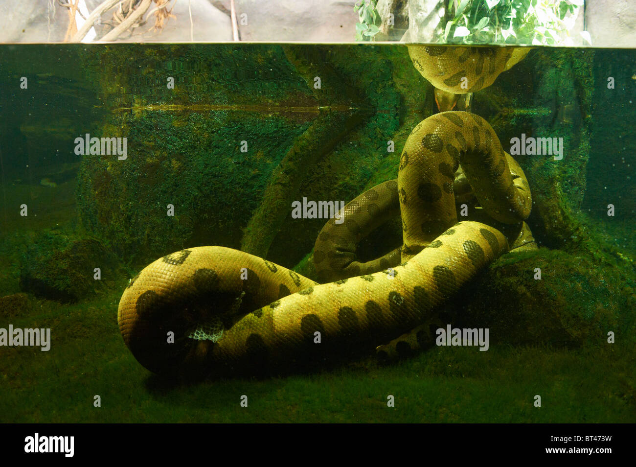Snake zoo hi-res stock photography and images - Alamy