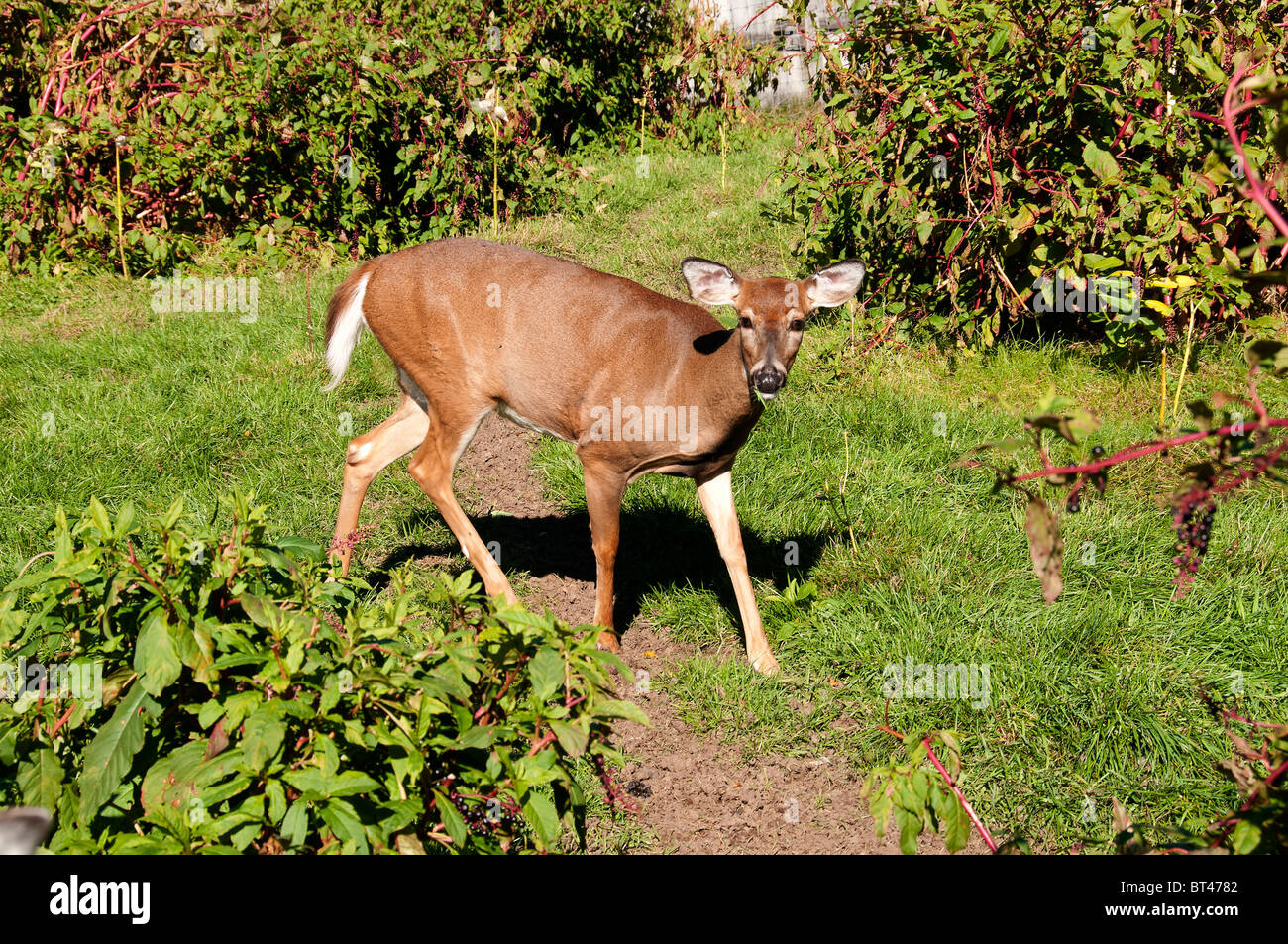 Whitetail hi-res stock photography and images - Alamy