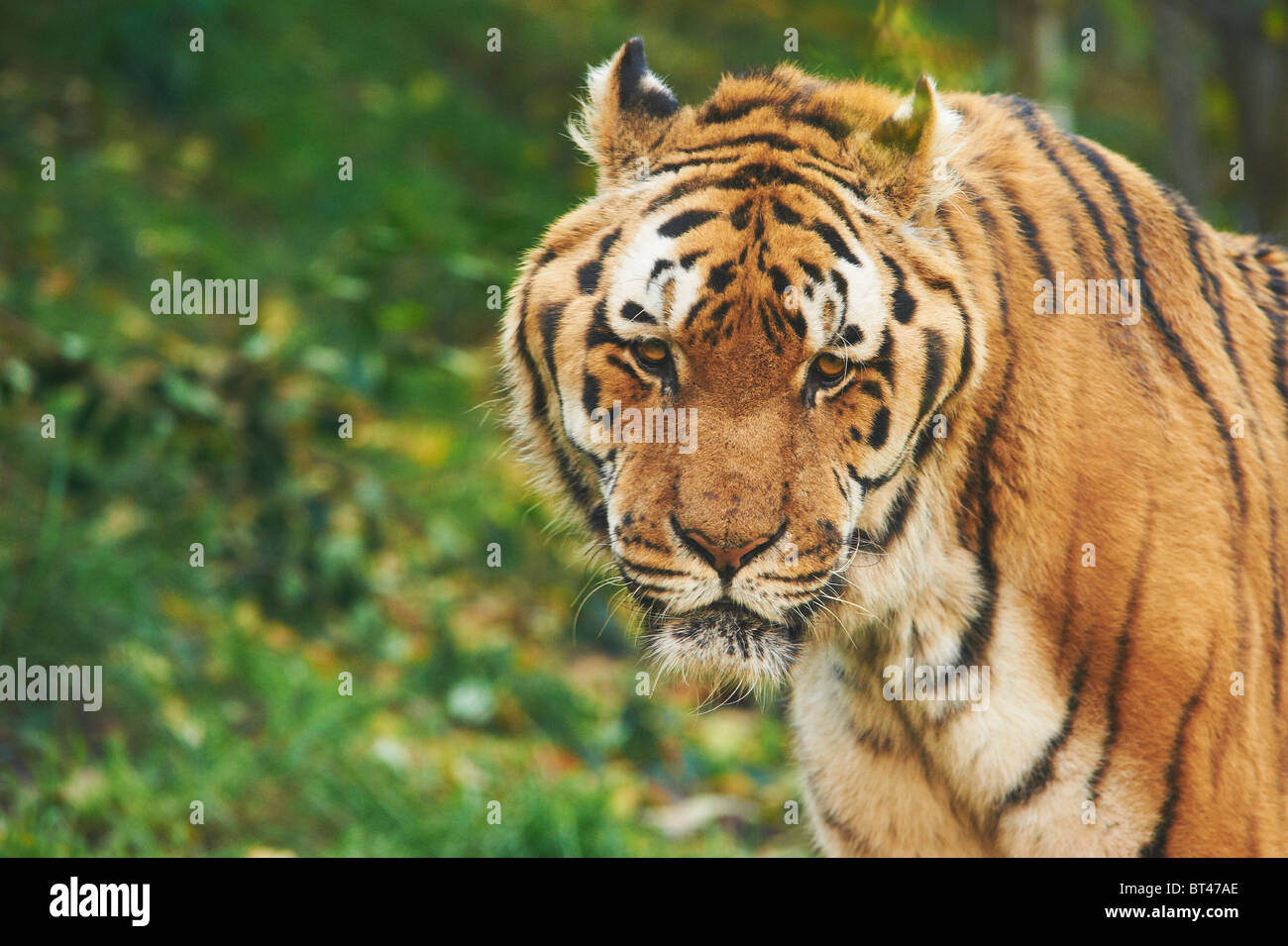 The Siberian tiger Panthera tigris altaica Amur tiger Manchurian tiger ...